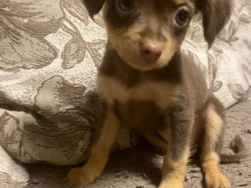 Той-терьер длинношерстый