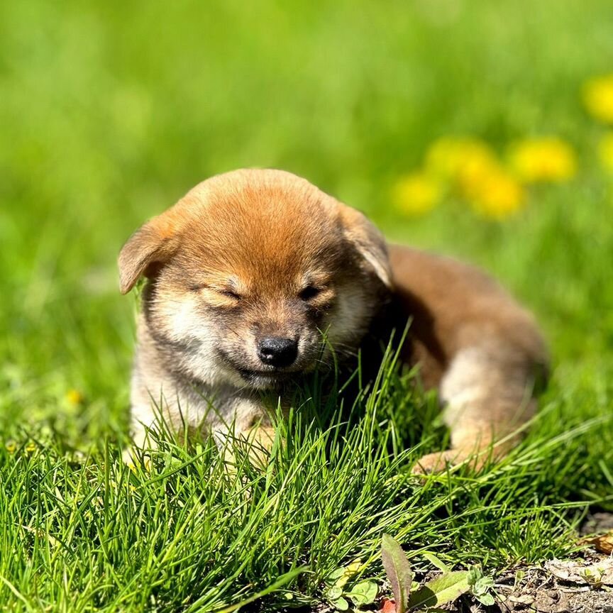 Мальчик сиба ину