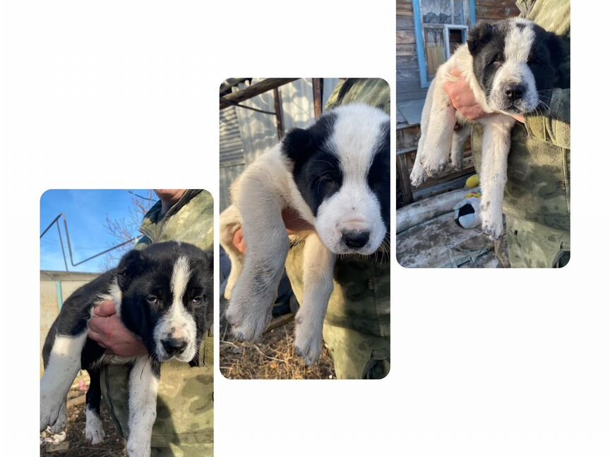 Среднеазиатская овчарка алабай щенки