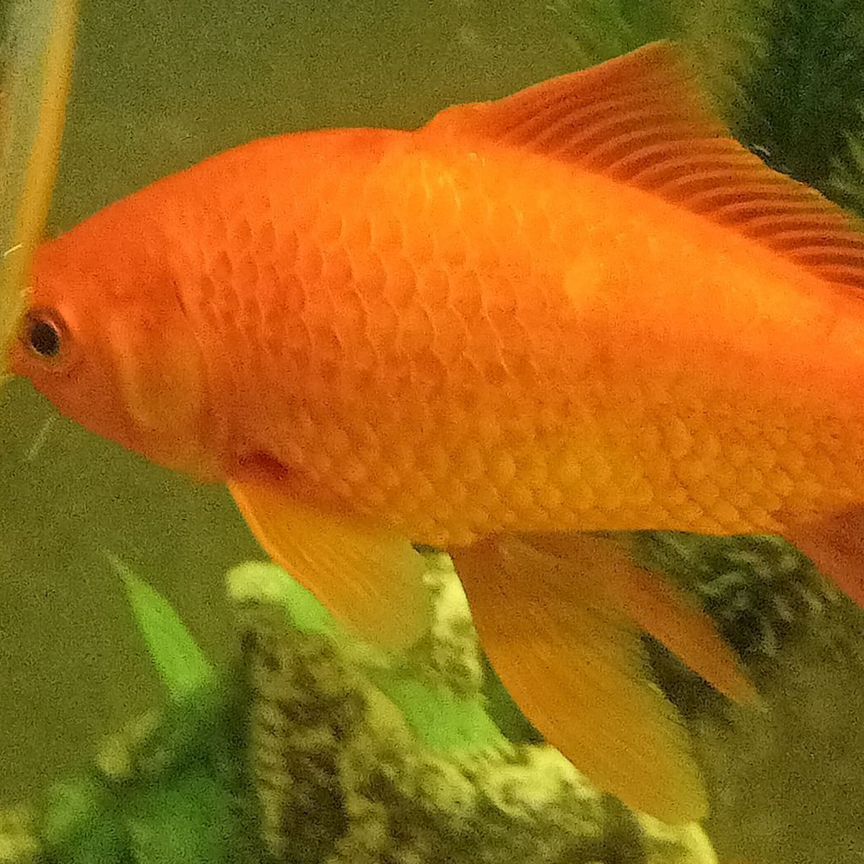 Золотая рыбка Комета