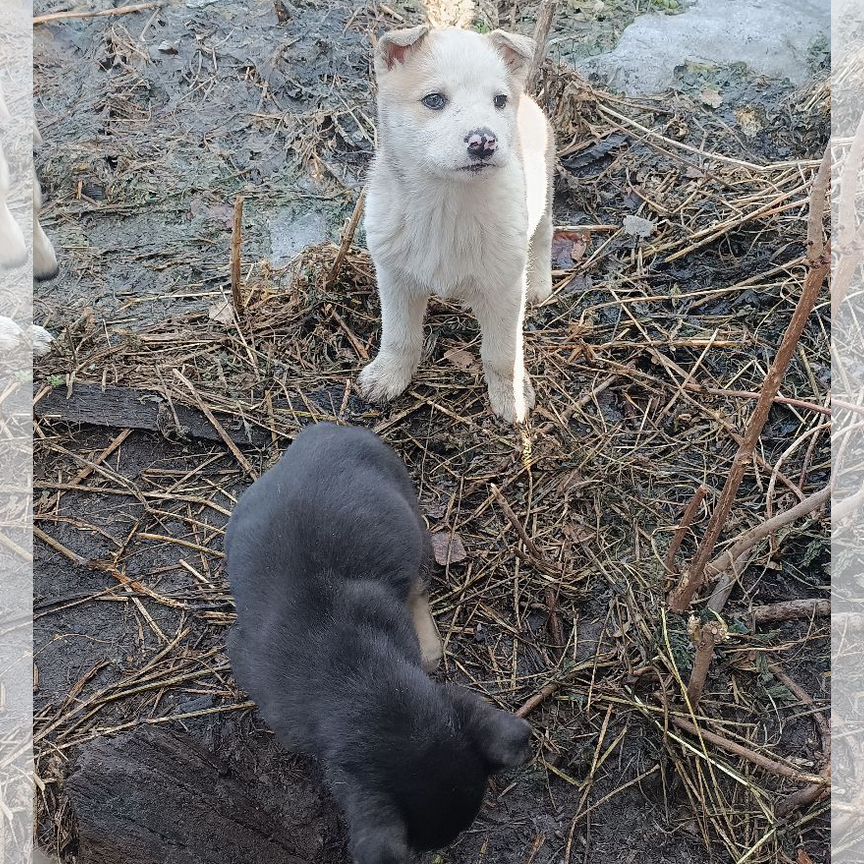 Щенок в добрые руки