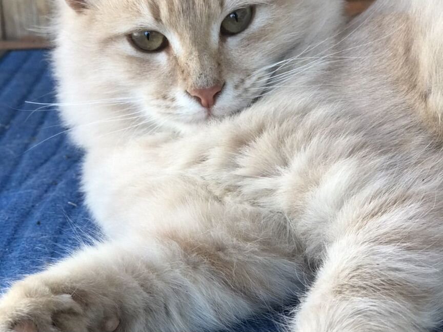 Котята 6 мес