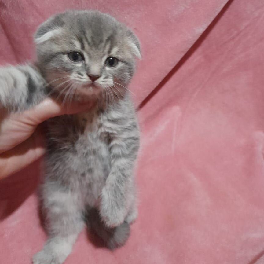 Шотландские вислоухие котята