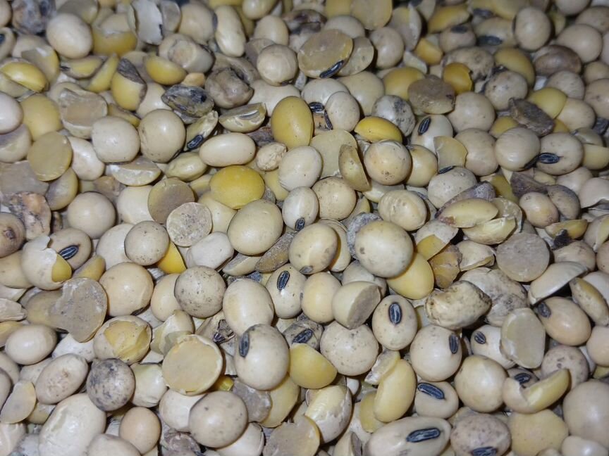 Соя продам 2 тонны