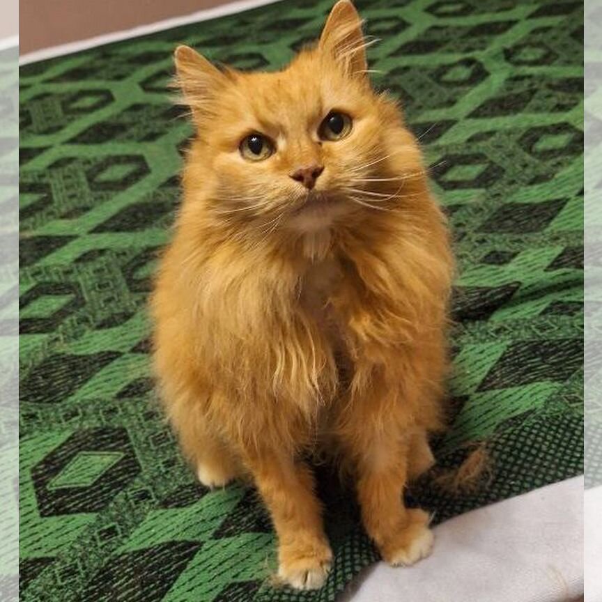 Взрослая, кошка в добрые руки