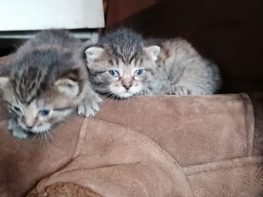 Котеночек на радость