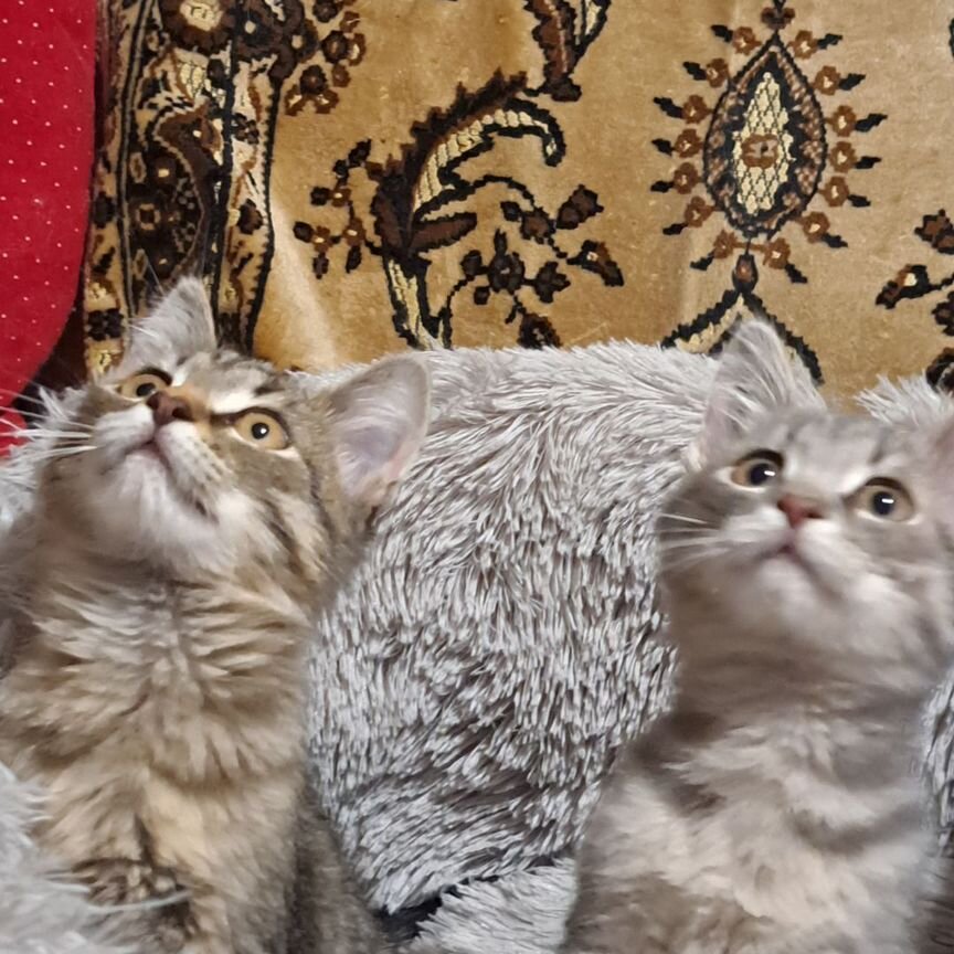 Маленькие котята в добрые руки