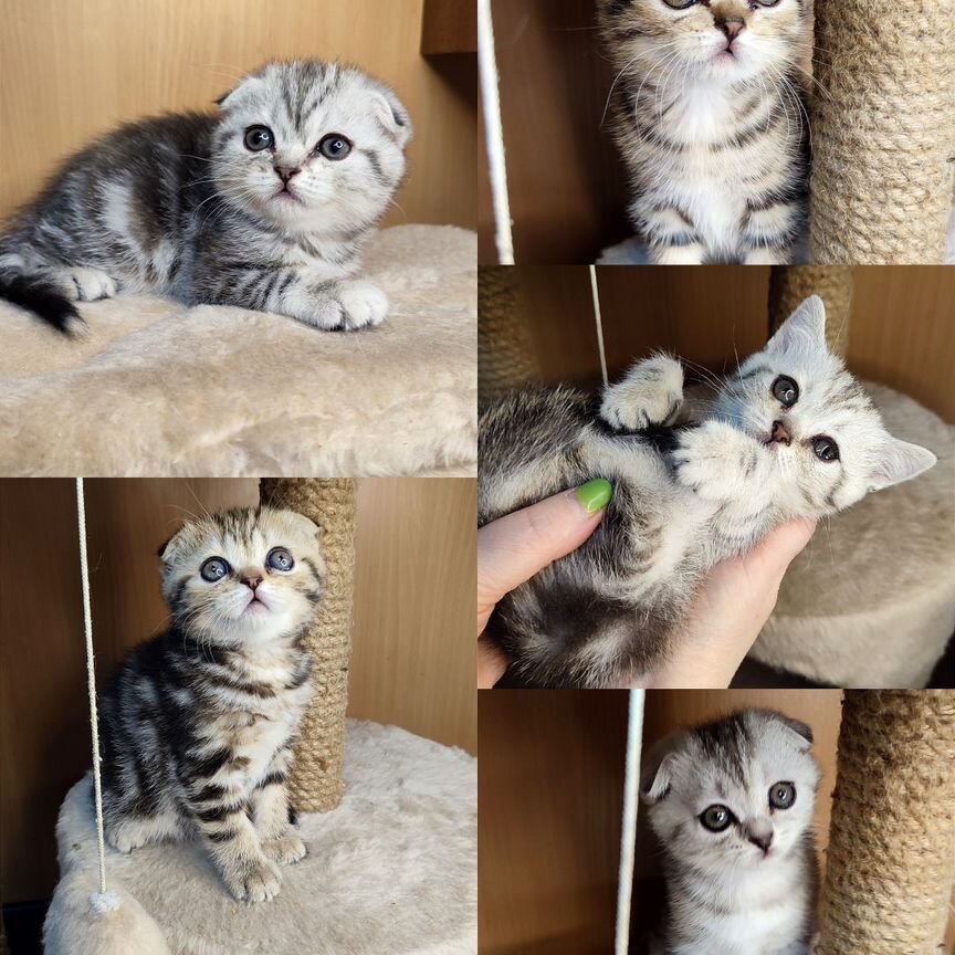Шотландские котята