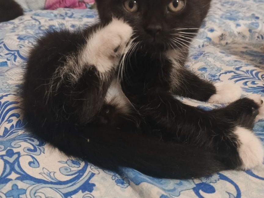 Вислоухий котëнок (Скоттиш-Страйт)