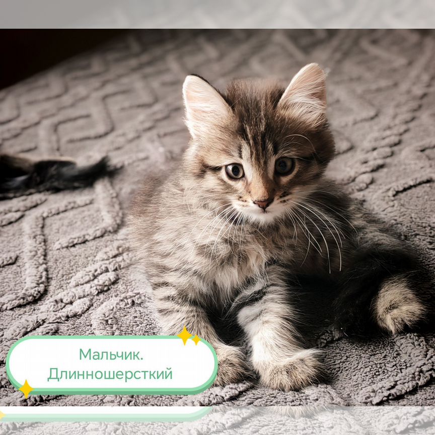 Котёнок в добрые руки