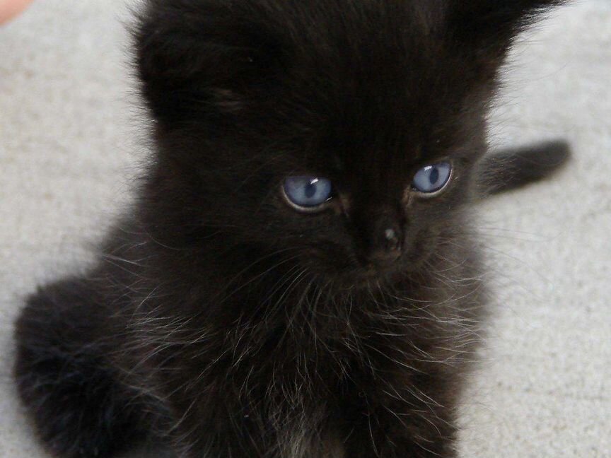 Котенок мальчик для самых хороших