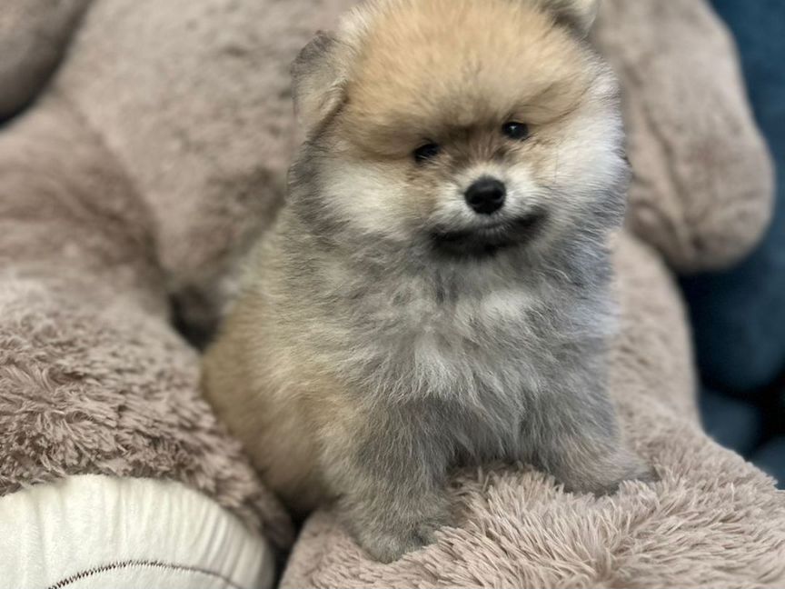 Померанский шпиц шенок