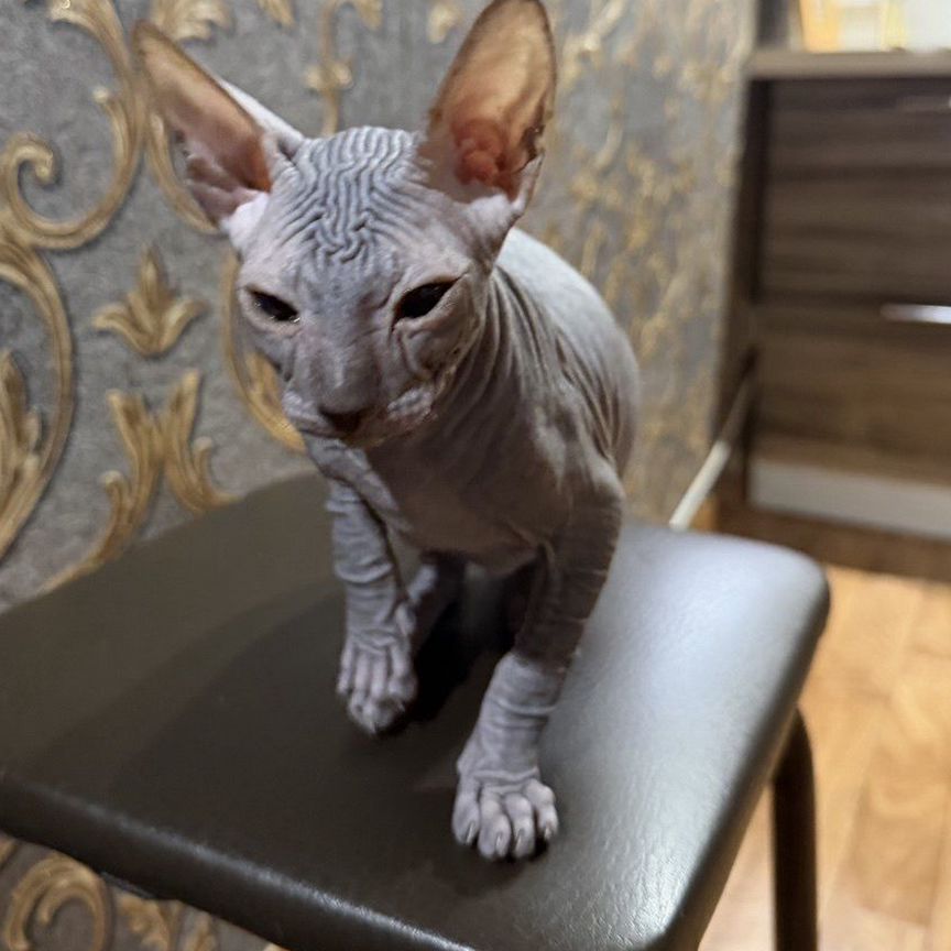 Донской сфинкс котёнок
