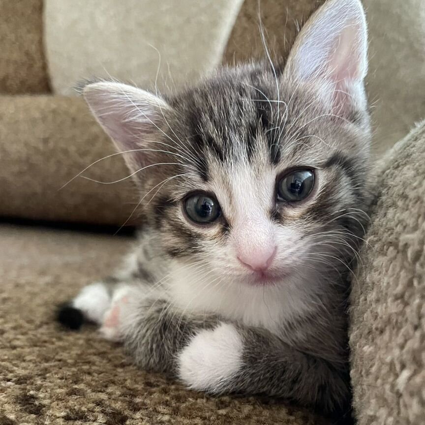 Котёнок в добрые руки