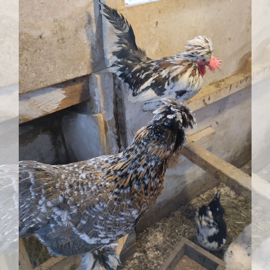 Ия Алтайской Бентамки