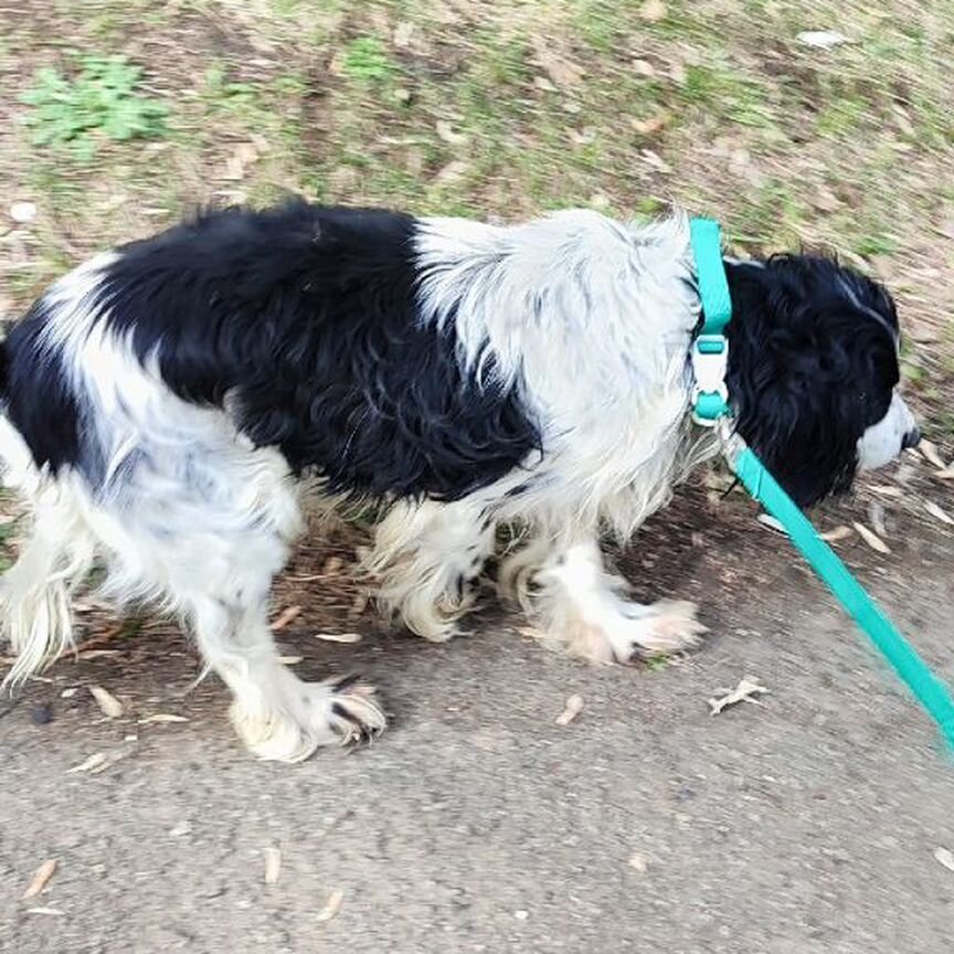 Американский кокер-спаниель, взрослый пёс