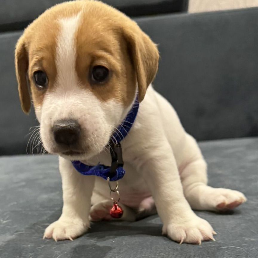 Джек-рассел-терьер, щенок