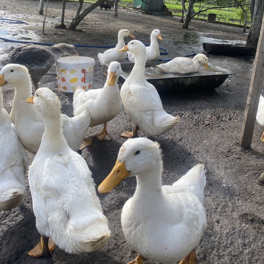 Бройлерные утки