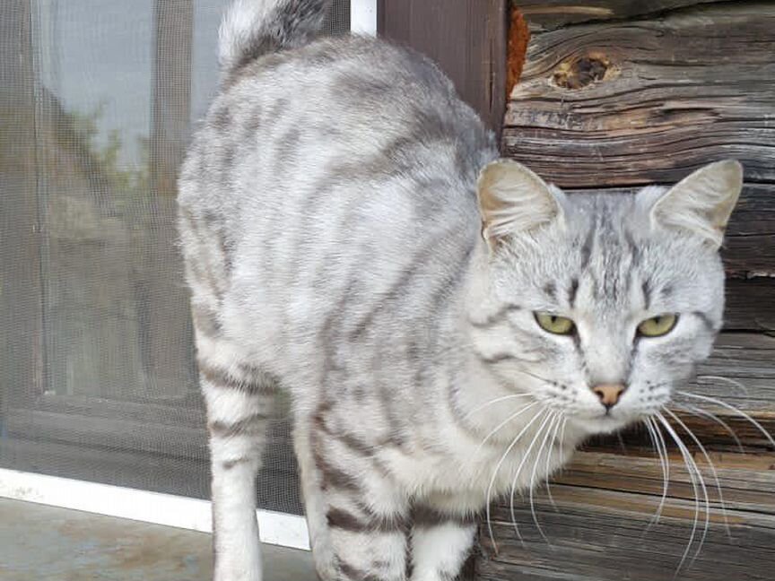 Кот молодой оставлен хозяевами на даче