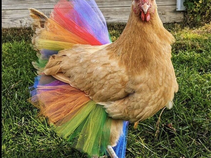 Продам,кур на суп или на яйцо