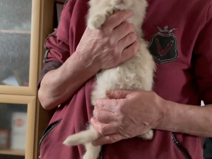 Котенок 2 месяца мальчик