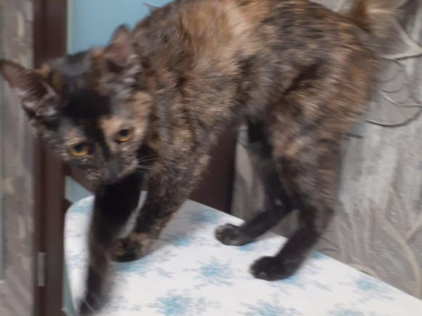 Котёнок Муза