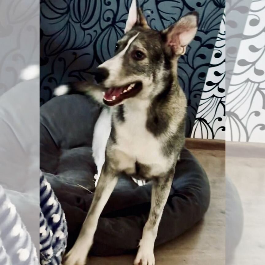 Щенок в добрые руки