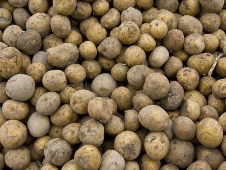 Картофель мелкий на корм скоту