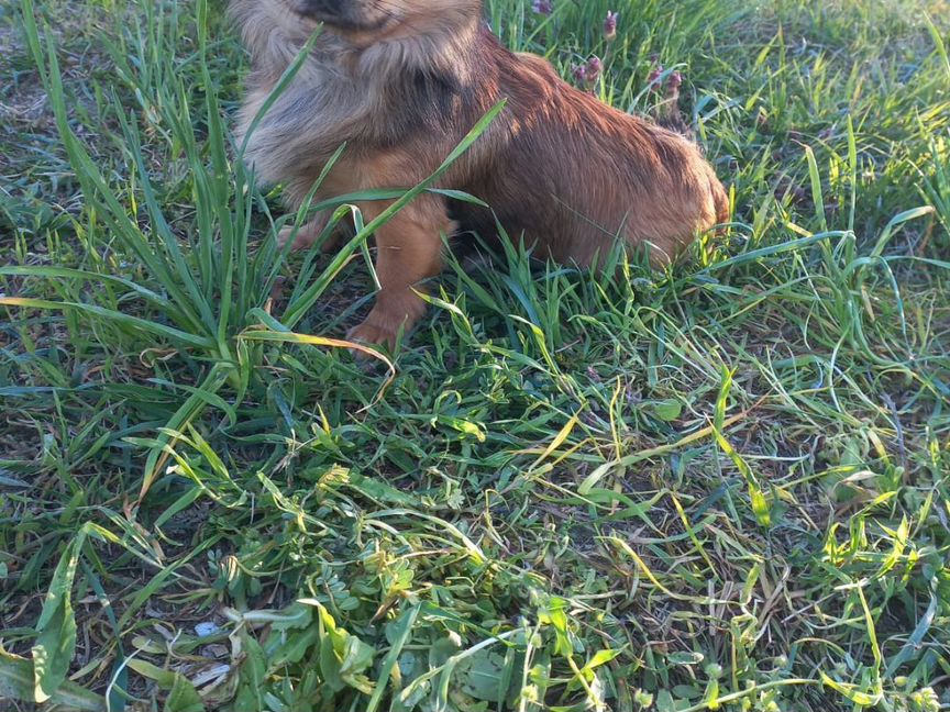 Вязка кобель чихуахуа