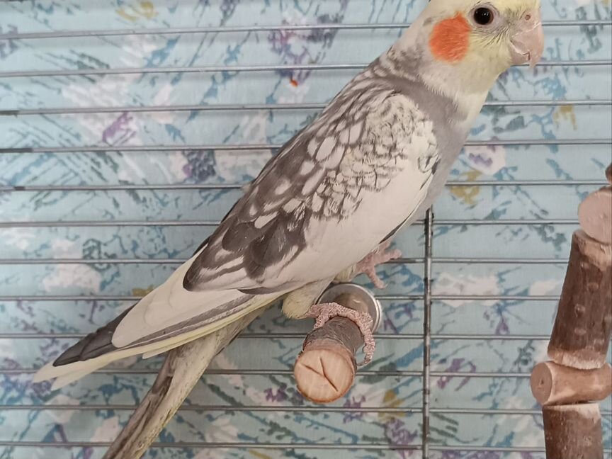 Попугай корелла мальчик