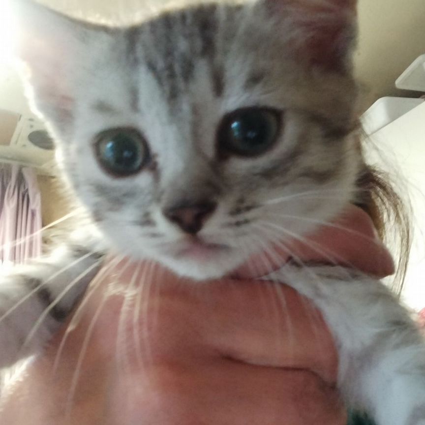 Котёнок в добрые руки