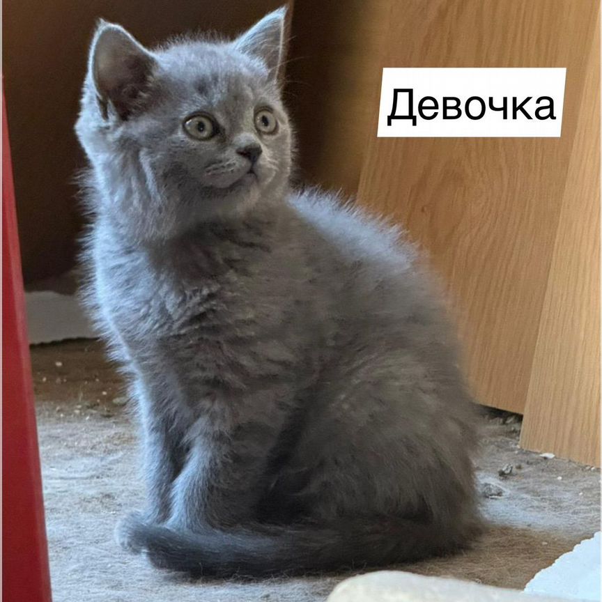 Шотландские котята
