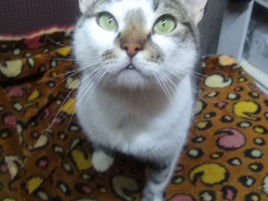 Котик мальчик молодой