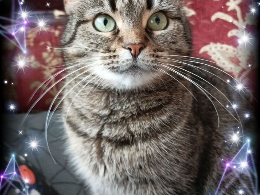 Чарующая кошечка Моня. Ищем новых хозяев