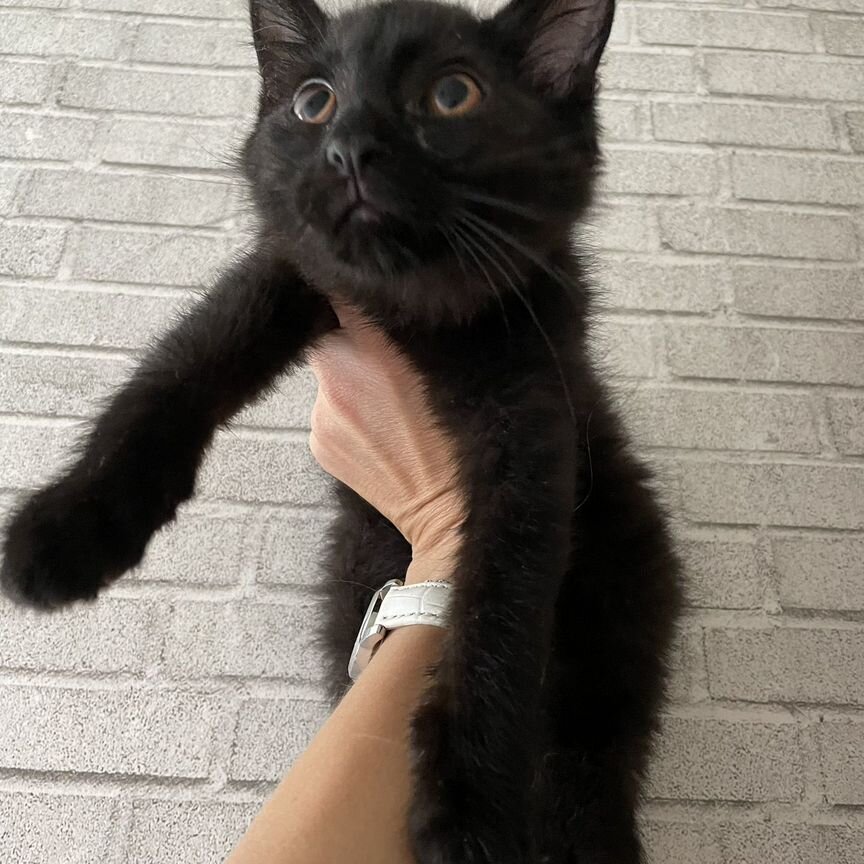 Котик в добрые руки