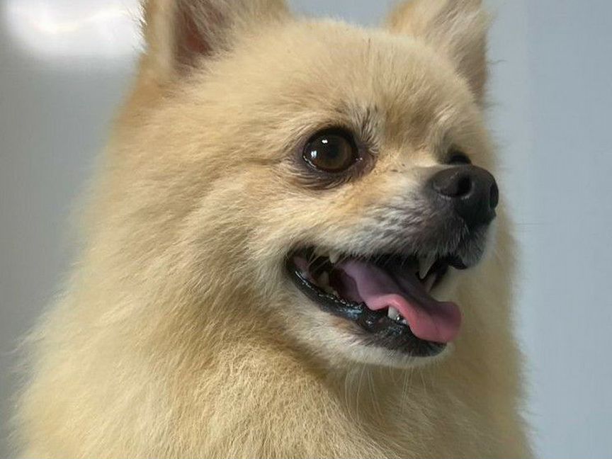 Шпиц девочка ищет дом