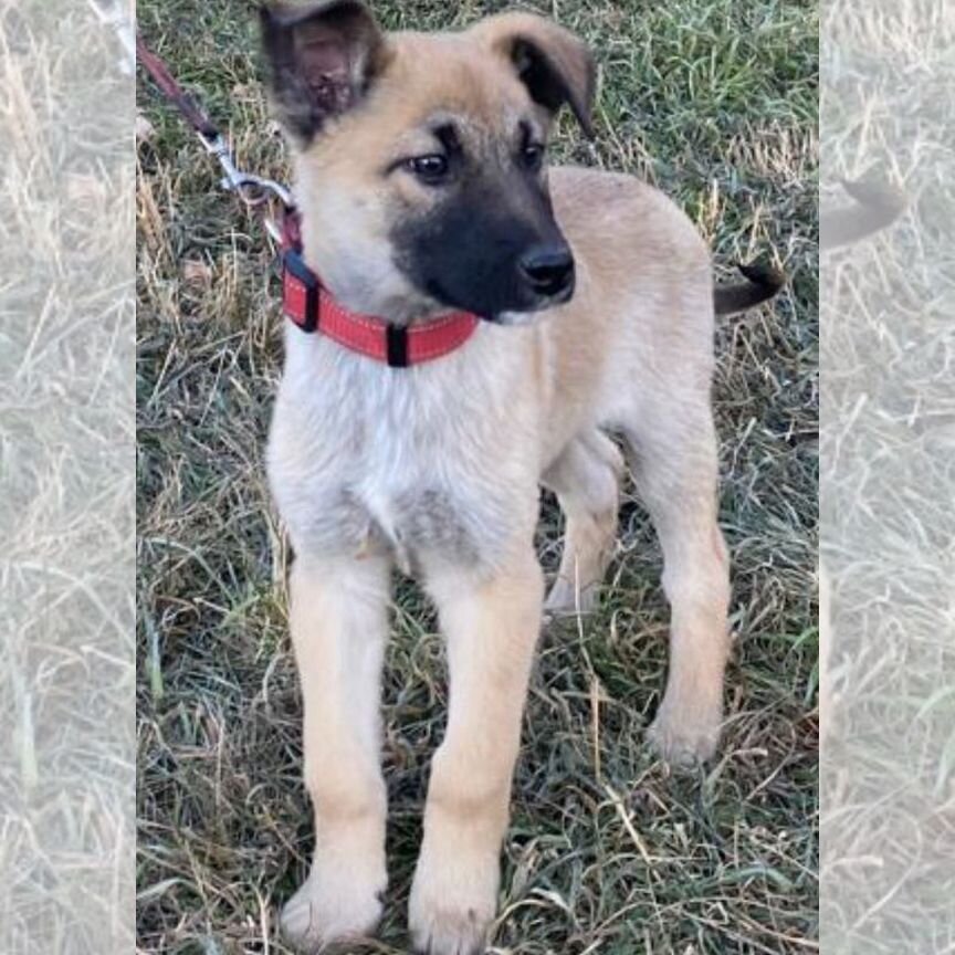 Щенок в добрые руки