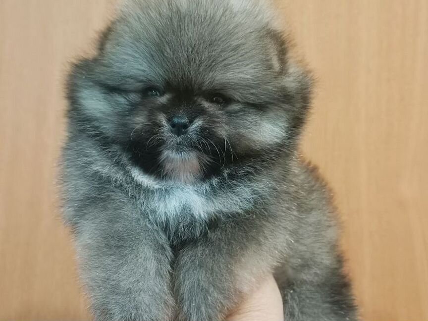 Девочки померанского шпица