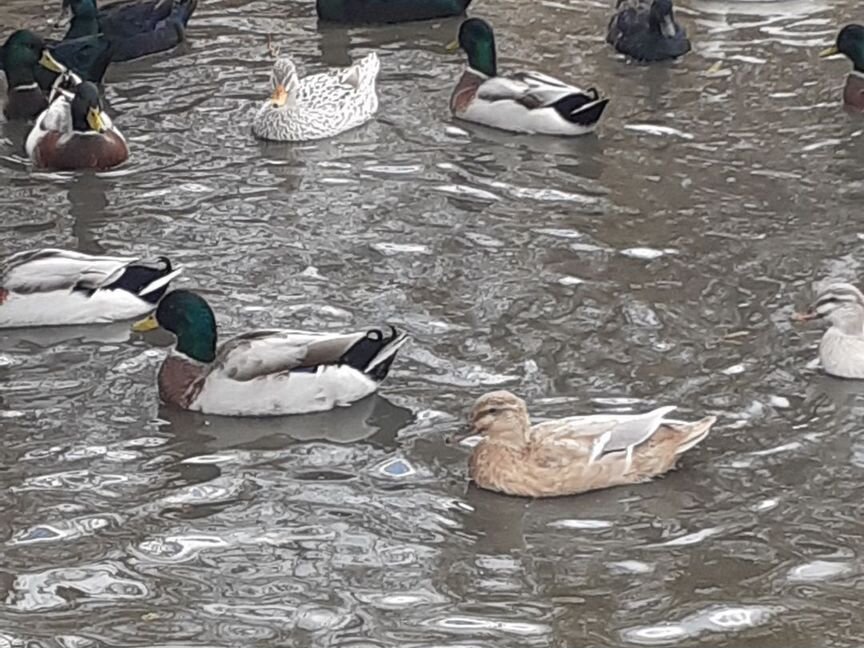 Дикая утка кряква,красные