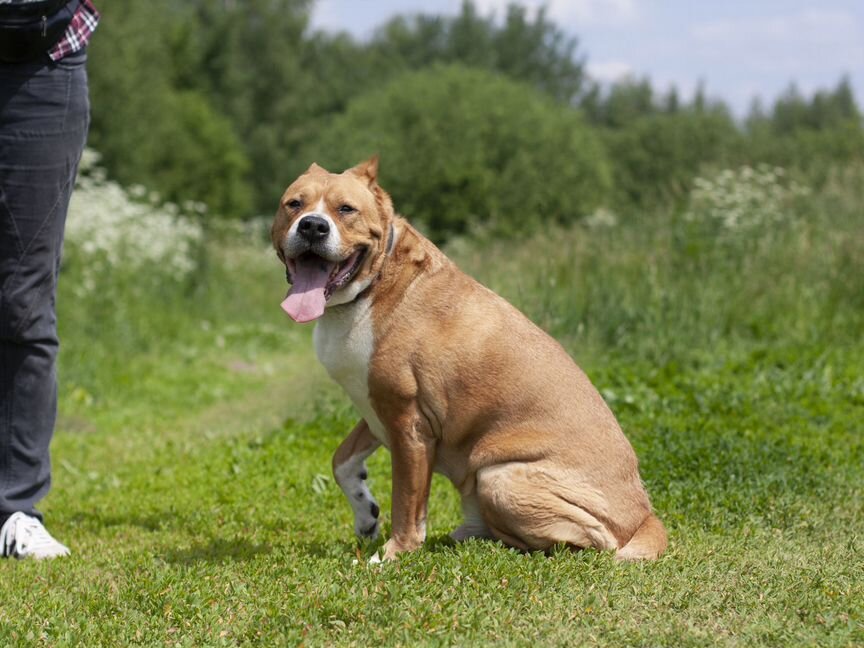 Стафф Гром в добрые руки