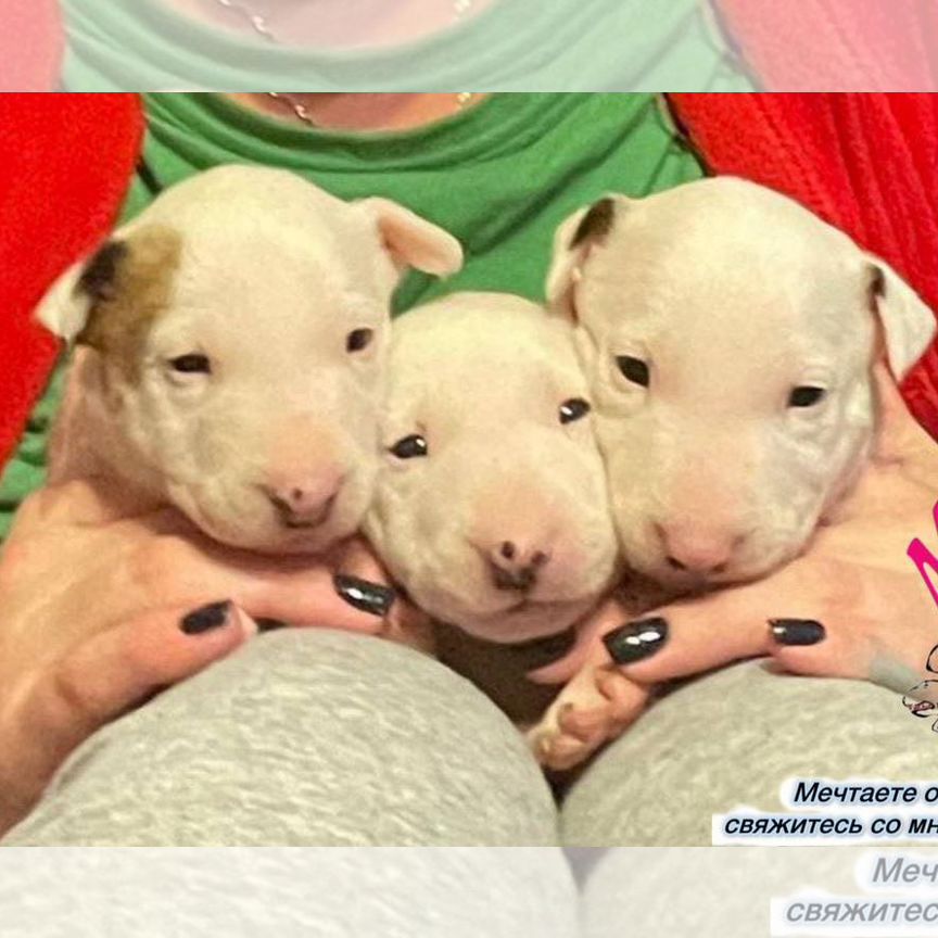 Мини-бультерьер, щенок