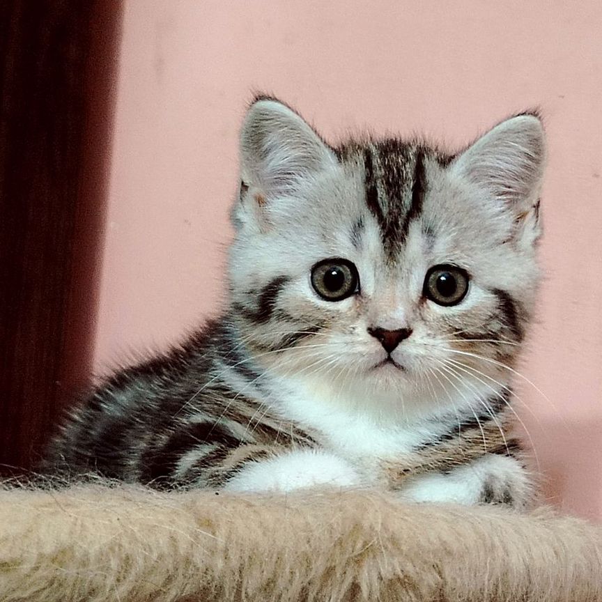 Шотландский прямоухий короткошёрстный котёнок