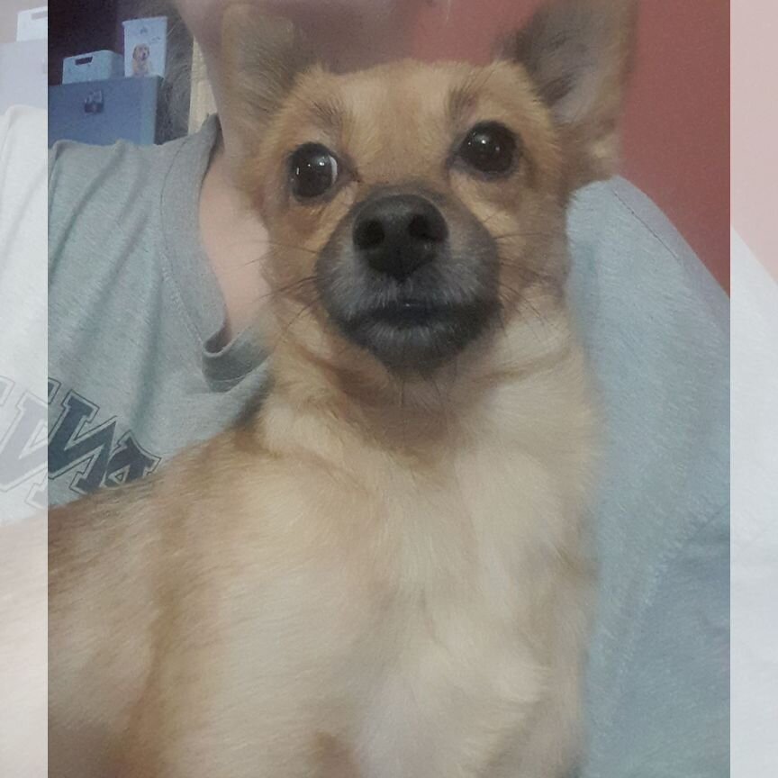 Взрослая собака в добрые руки