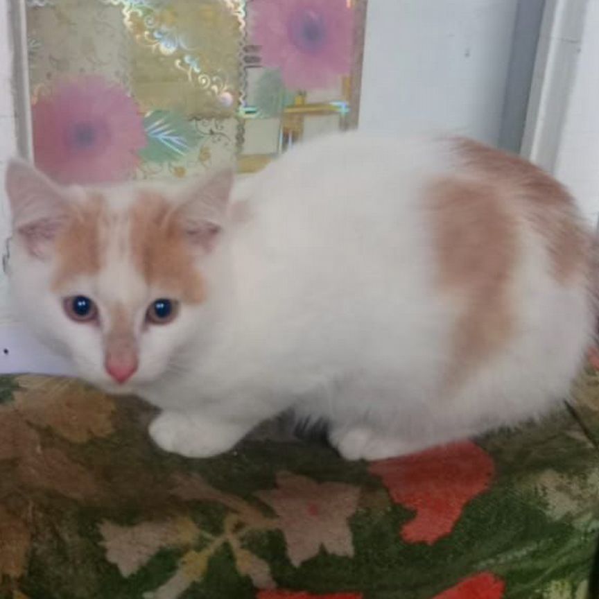 Котёнок в добрые руки