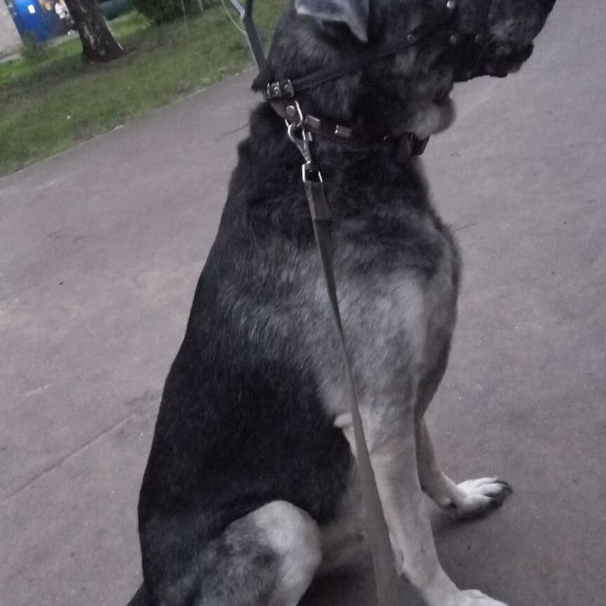 Канарский дог