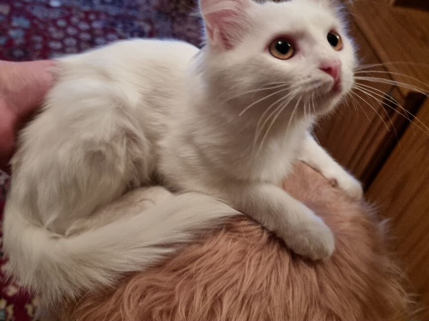 Котёнок - кошечка