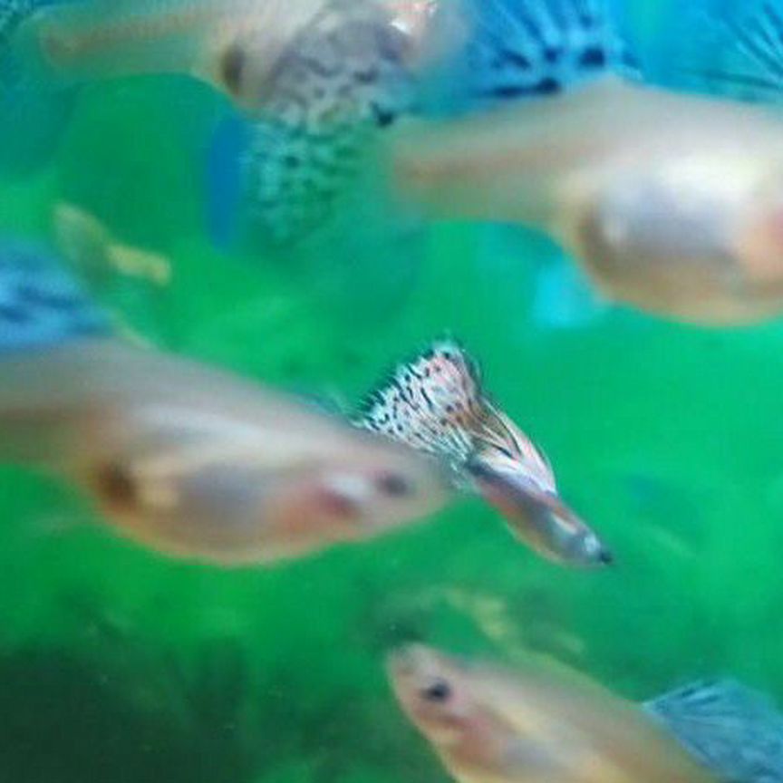 Рыбки гуппи петушки