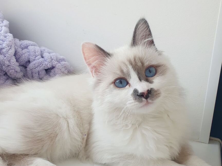 Ищем кота для вязки породы Невская маскарадная