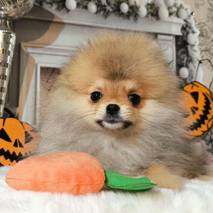 Померанский шпиц, щенок