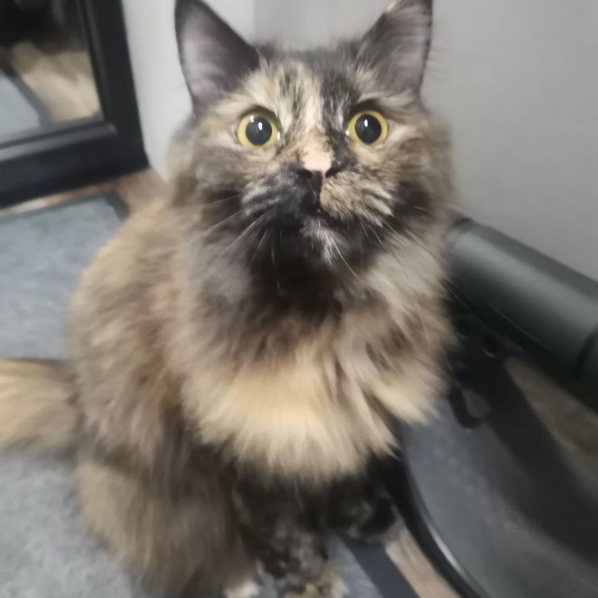 Кошка ищет хозяина